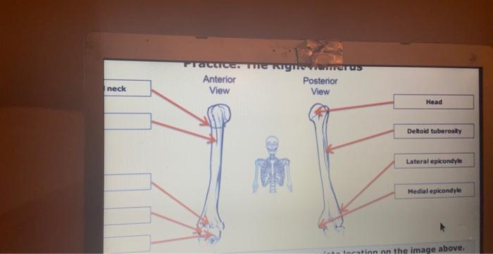 practice: the right humerus anterior view posterior | Chegg.com