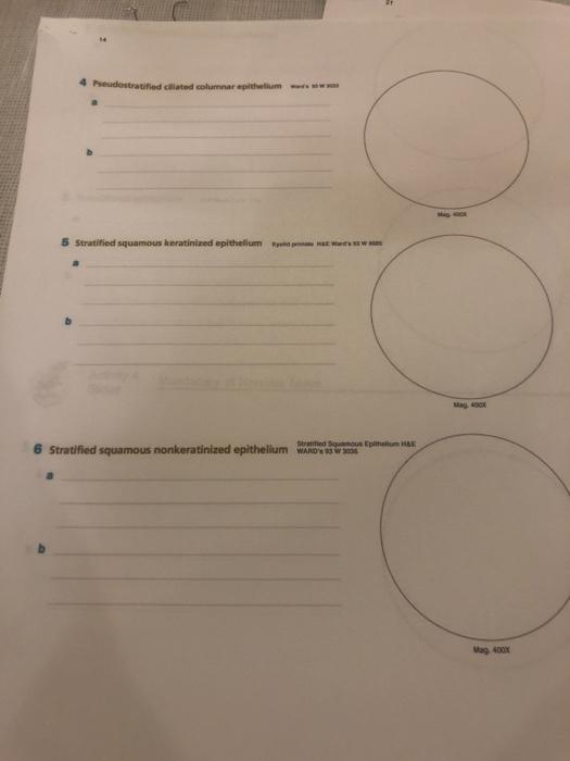 Solved Activity 1 Slides Microscopy of Epithelial Tissues | Chegg.com