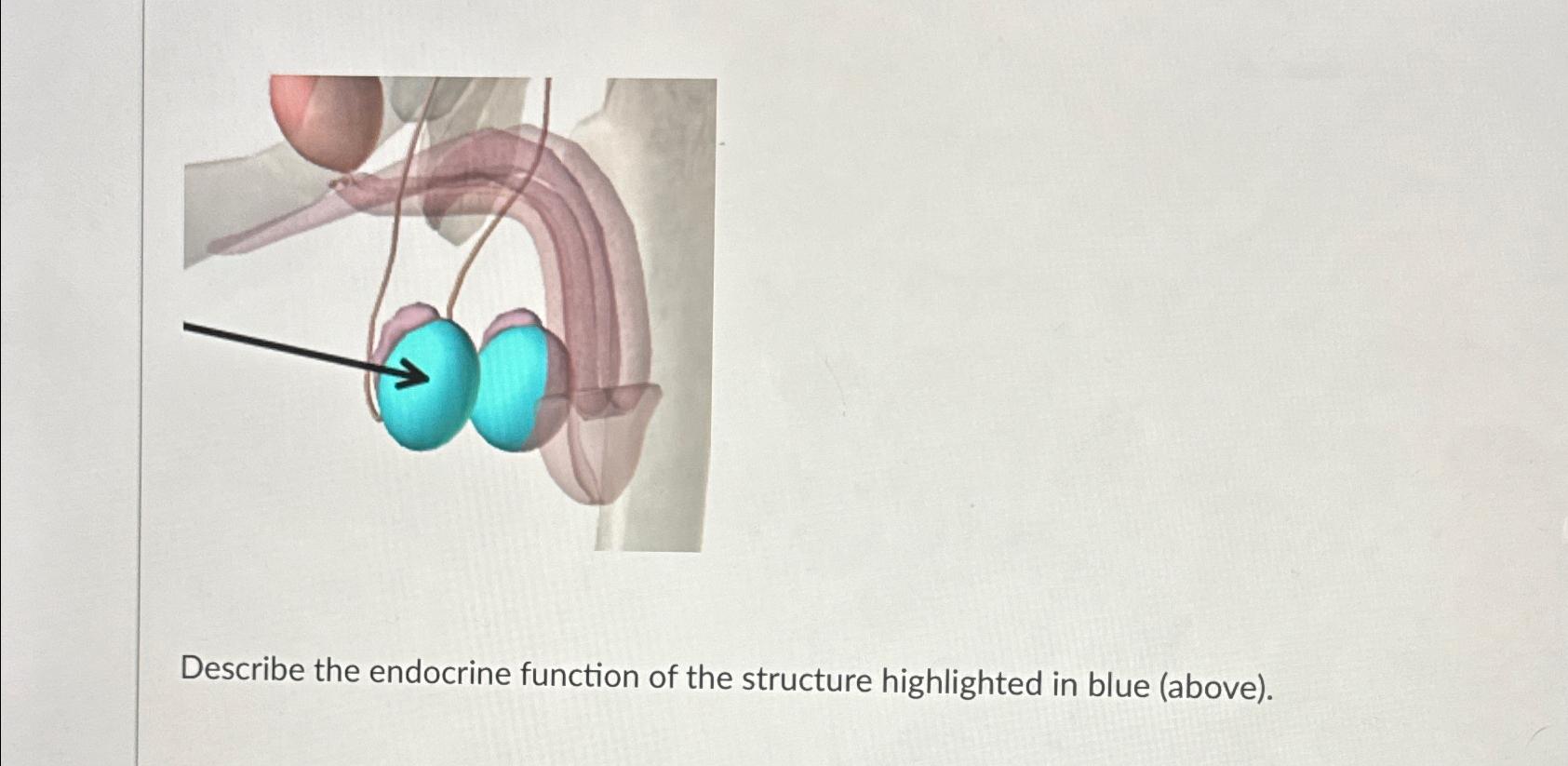 Solved Describe the endocrine function of the structure | Chegg.com