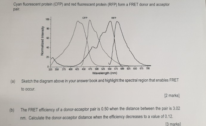 Solved Cyan fluorescent protein (CFP) and red fluorescent | Chegg.com