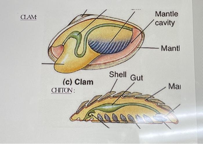 Chiton Diagram