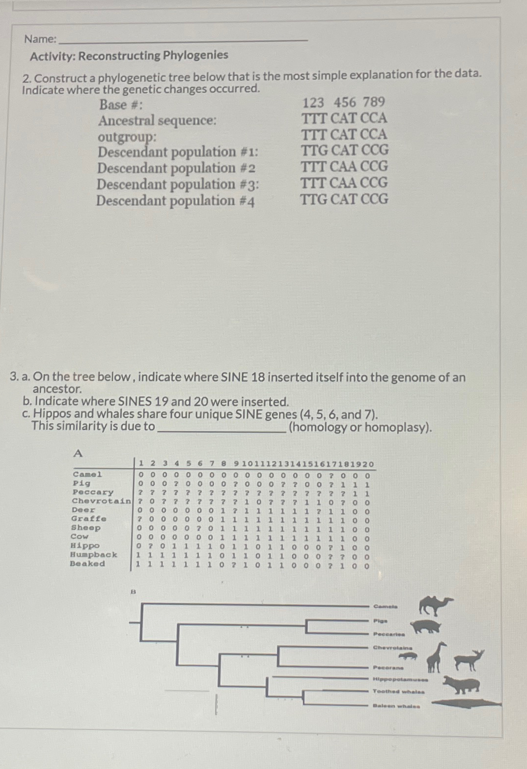 Solved Name: q,Activity: Reconstructing Phylogenies2. | Chegg.com