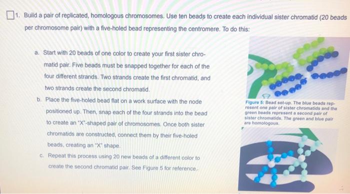 Solved 1. Build a pair of replicated, homologous | Chegg.com