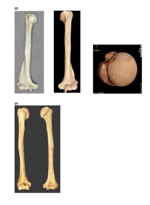 Station 3: Humerus (A) (B) Primates have four | Chegg.com