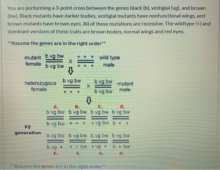 Solved You are performing a 3-point cross between the genes | Chegg.com
