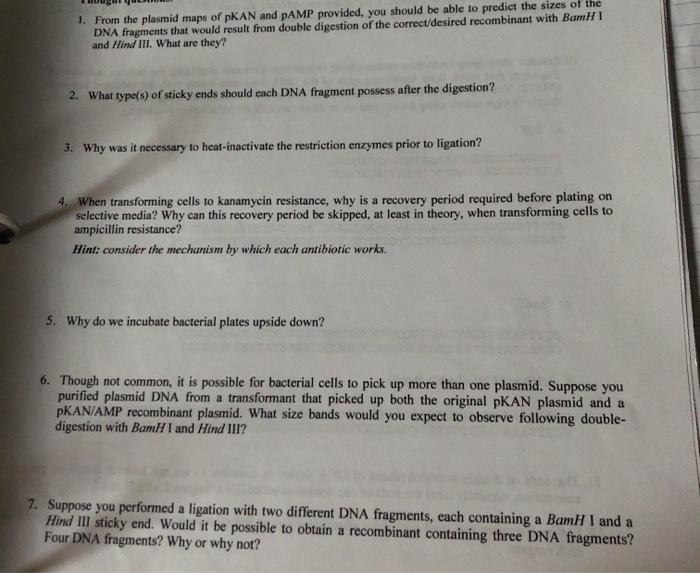 1. From the plasmid maps of pKAN and PAMP provided, | Chegg.com