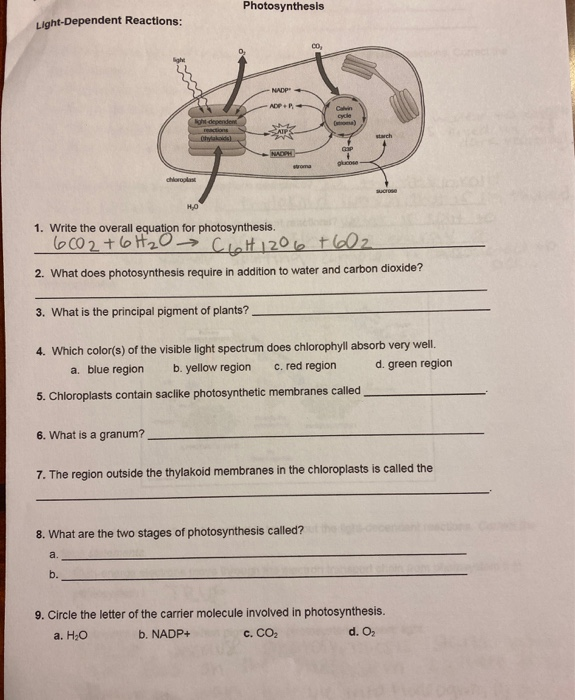 Solved Photosynthesis Light-Dependent Reactions: 1. Write | Chegg.com