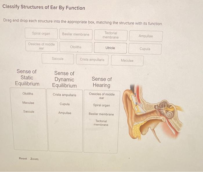 Solved Classify Structures of Ear By Function Drag and drop | Chegg.com Solved Classify Structures of Ear By Function Drag and drop | Chegg.com