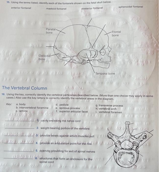 Solved 15. Using the terms listed, identify each of the | Chegg.com