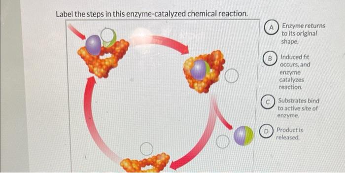 Solved Label the protein complexes of the light-dependent | Chegg.com