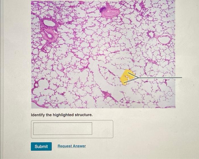 Solved Identify the highlighted structure. Submit Request | Chegg.com