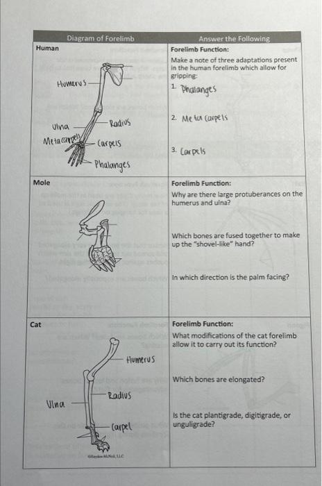 Solved Diasram of Forelimb Human Mole Cat Answer the | Chegg.com