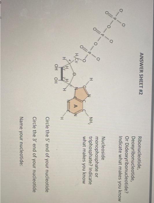 Solved ANSWER SHEET \#2 Circle the 5′ end of your nucleotide | Chegg.com