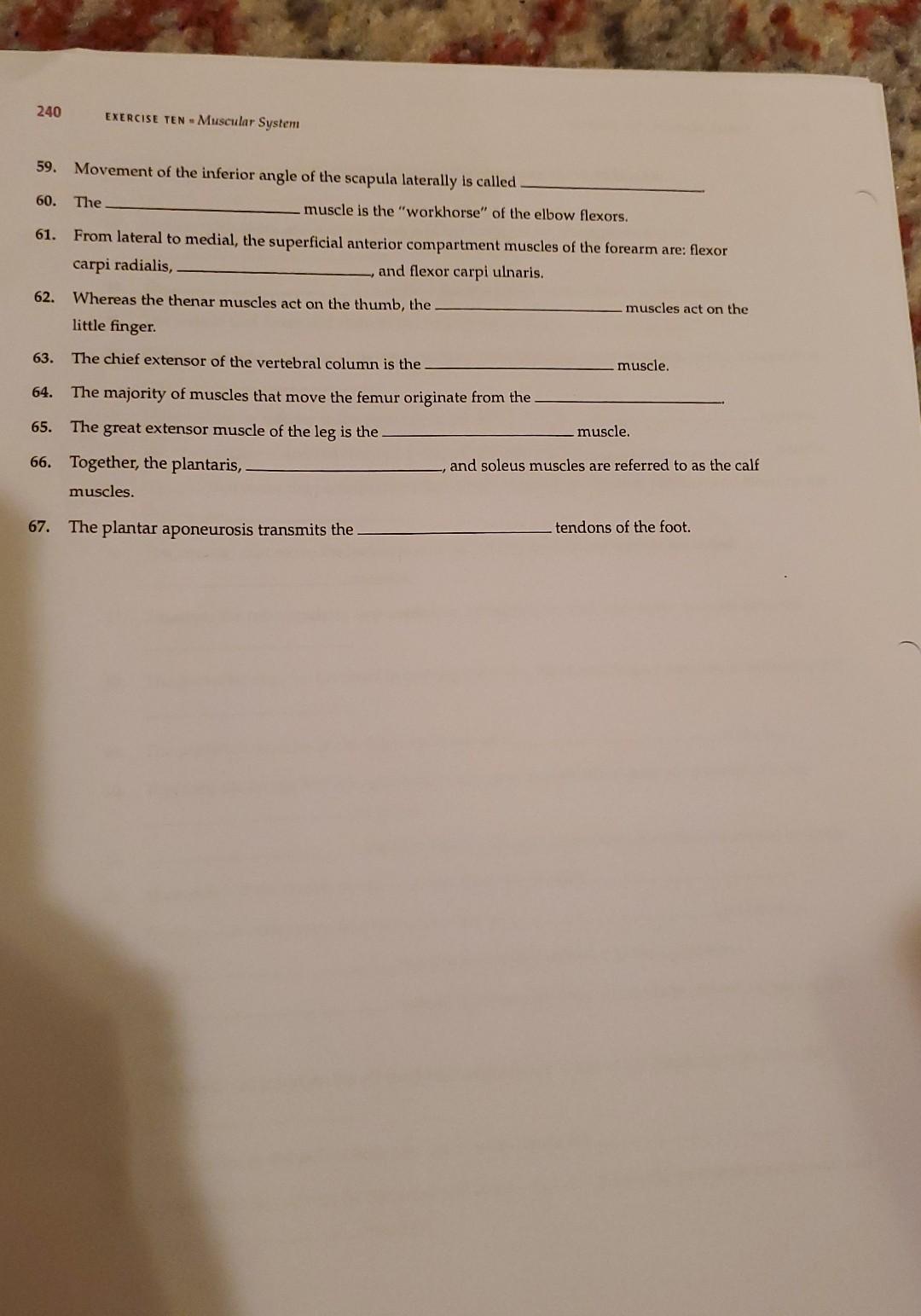 Solved ERCISE 10 Muscular System Name Date Laboratory | Chegg.com