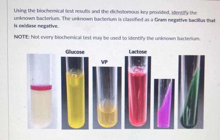 Solved Using the biochemical test results and the | Chegg.com