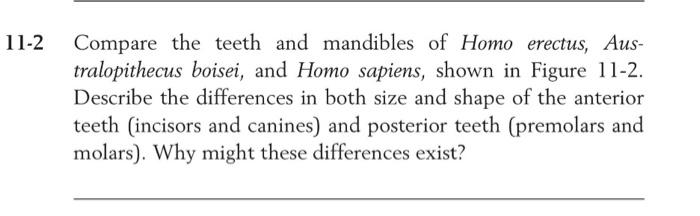 Solved Compare the teeth and mandibles of Homo erectus, | Chegg.com