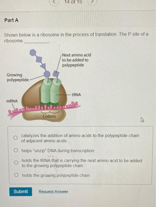 Solved 14 of 15 Part A Shown below is a ribosome in the | Chegg.com