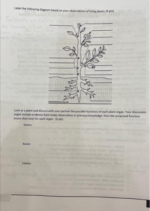 Solved Exercise 1: General Plant Morphology As you begin | Chegg.com