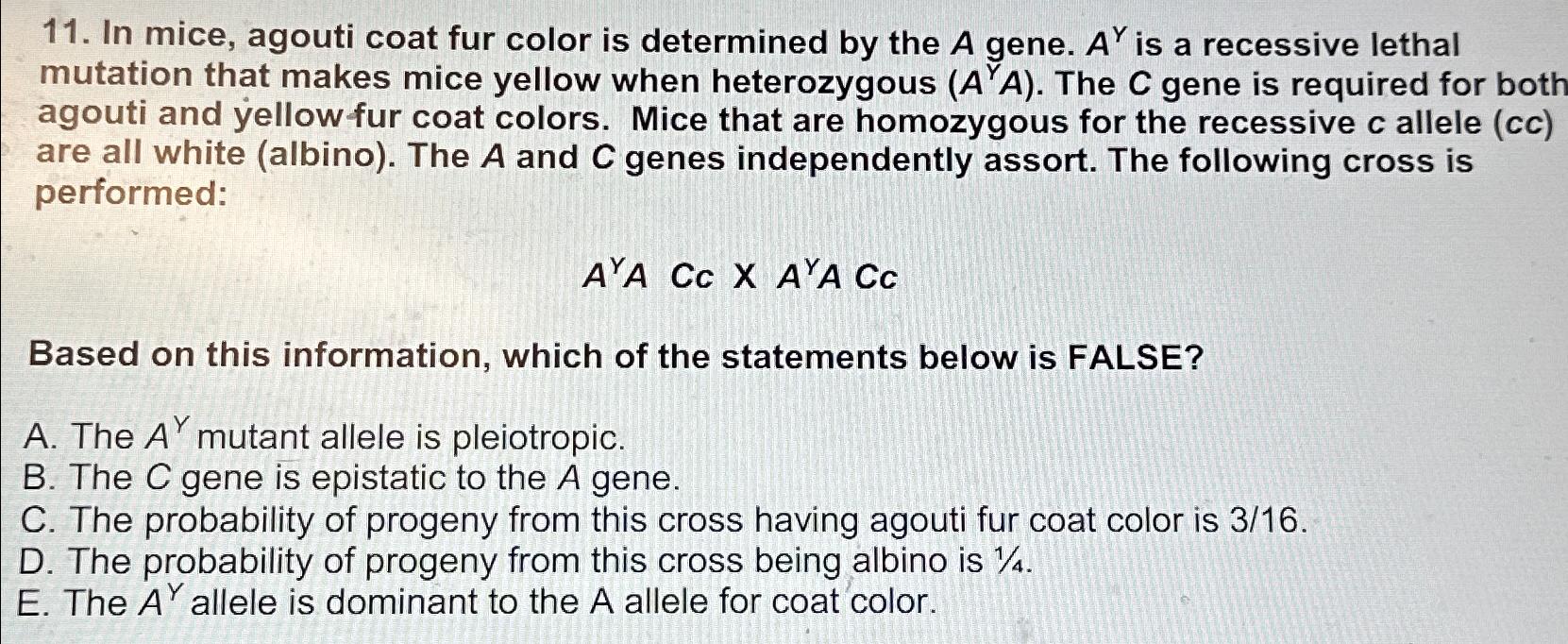 Solved In mice, agouti coat fur color is determined by the A | Chegg.com