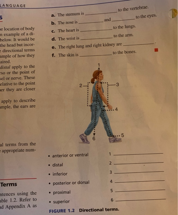 Solved 89 EXERCISE 7 THE INTEGUMENTARY SYSTEM STRUCTURE AND | Chegg.com