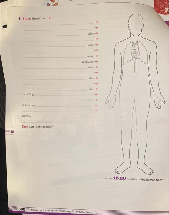 Solved 1 Start: Hepatic Vcin → natse 18.20 Outline of the | Chegg.com