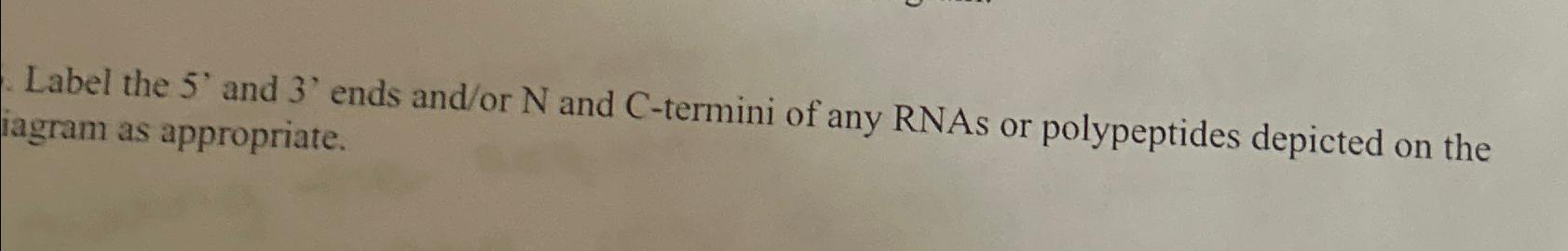 Solved Label the 5' ﻿and 3' ﻿ends and/or N and C-termini of | Chegg.com