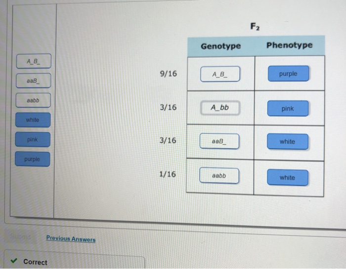 Solved Genotype Phenotype purple 9/16 Ав aabb 3/16 A_bb pink | Chegg.com