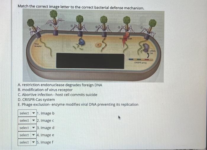 Solved Match the correct image letter to the correct | Chegg.com