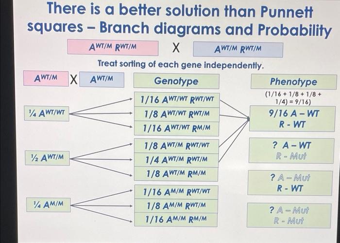 Solved There is a better solution than Punnett squares - | Chegg.com