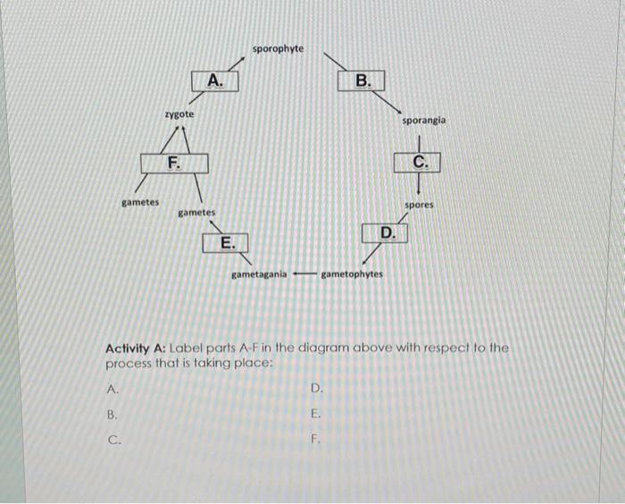 Solved Activity A: Label parts A-F in the diagram above with | Chegg.com