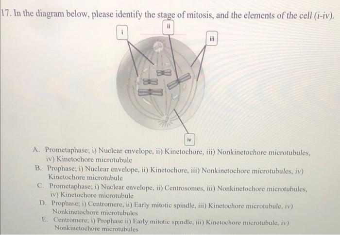 Solved 7. In the diagram below, please identify the stage of | Chegg.com