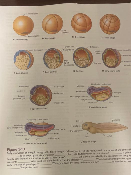 Solved Early embryology of a frog from egg to the tadpole Is | Chegg.com