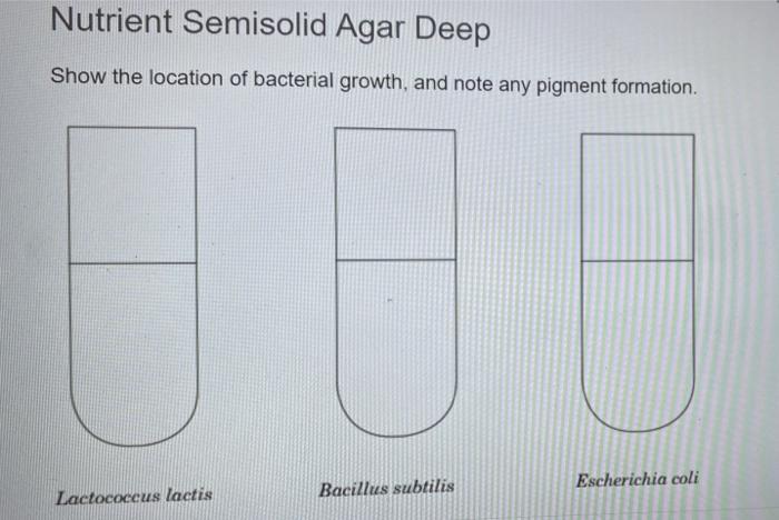 Solved Nutrient Semisolid Agar Deep Show the location of | Chegg.com