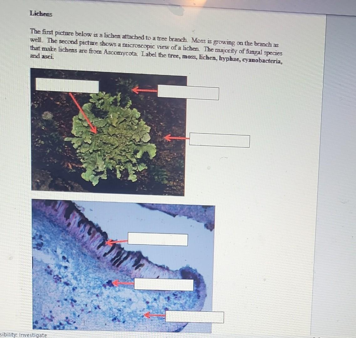Solved The first picture below is a lichen attached to a | Chegg.com