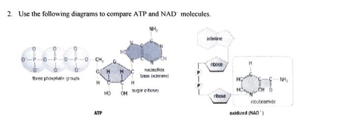Solved 2. Use the following diagrams to compare ATP and NAD | Chegg.com