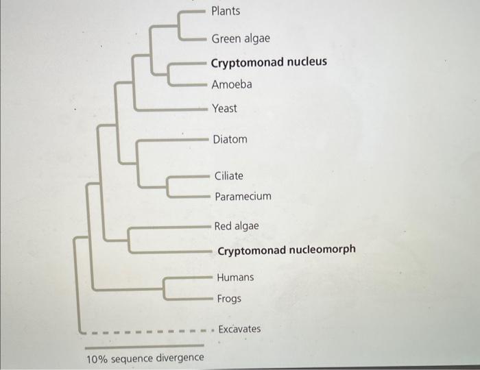 Solved 2. Why didn't the two cryptomonad rRNA sequences | Chegg.com