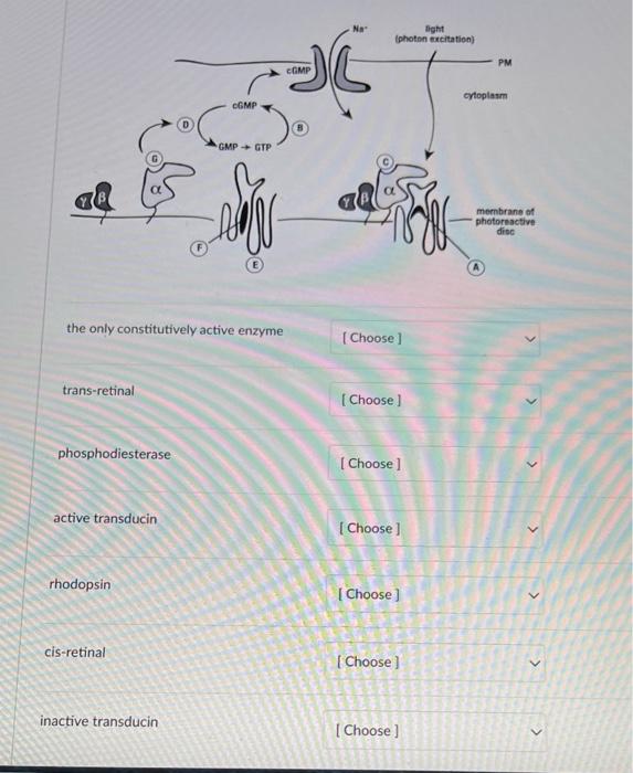 Solved the only constitutively active enzyme trans-retinal | Chegg.com