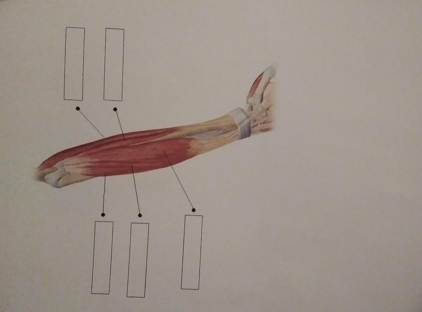 Solved Muscle Labeling Worksheet. Answer the following Lab | Chegg.com