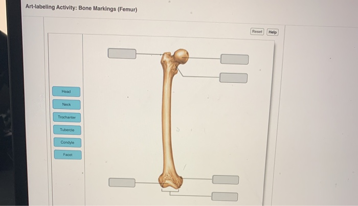 Art-labeling Activity: Bones of the ankle and foot | Chegg.com