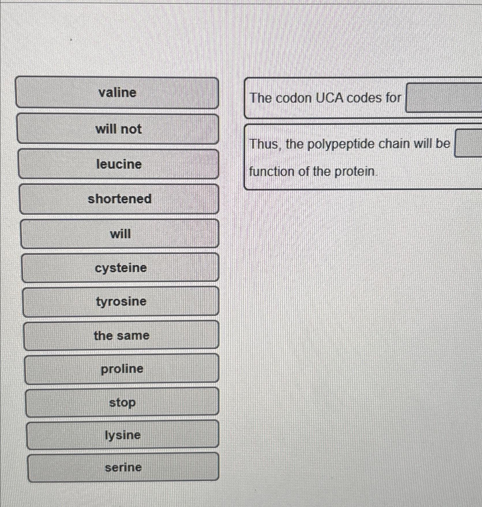 Solved The codon UCA codes forThus, the polypeptide chain | Chegg.com