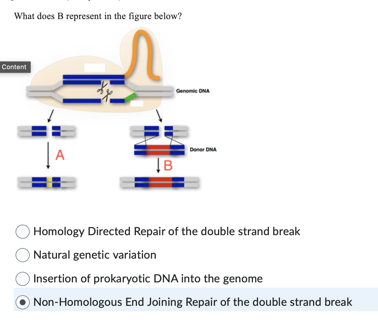 Solved What does B represent in the figure below?Homology | Chegg.com