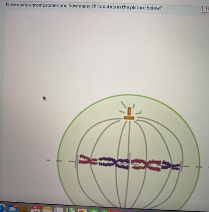 Solved How many chromosomes and how many chromatids in the | Chegg.com