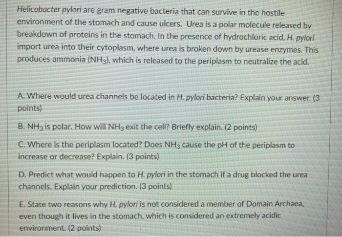 Solved Helicobacter pylori are gram negative bacteria that | Chegg.com