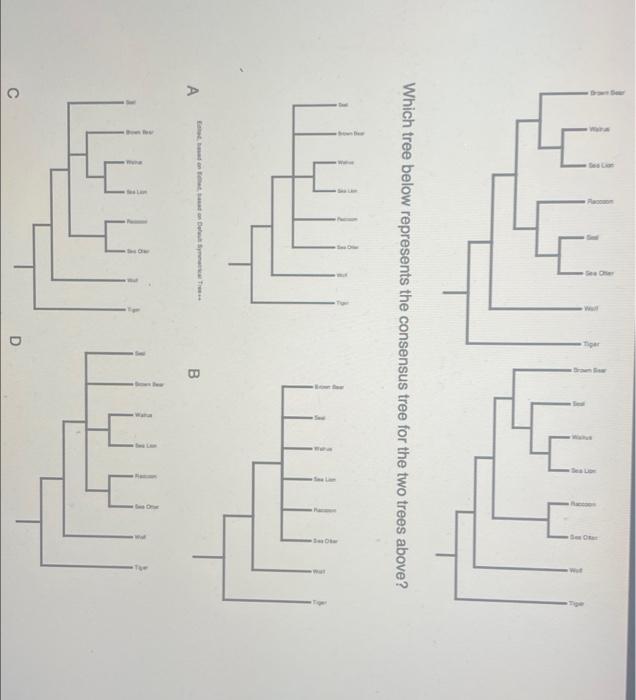 Solved 본 Which tree below represents the consensus tree for | Chegg.com