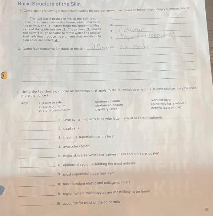 Solved Basic Structure of the Skin 1. Complete the following | Chegg.com