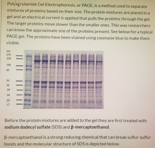 Solved Polyacrylamide Gel Electrophoresis, or PAGE, is a | Chegg.com