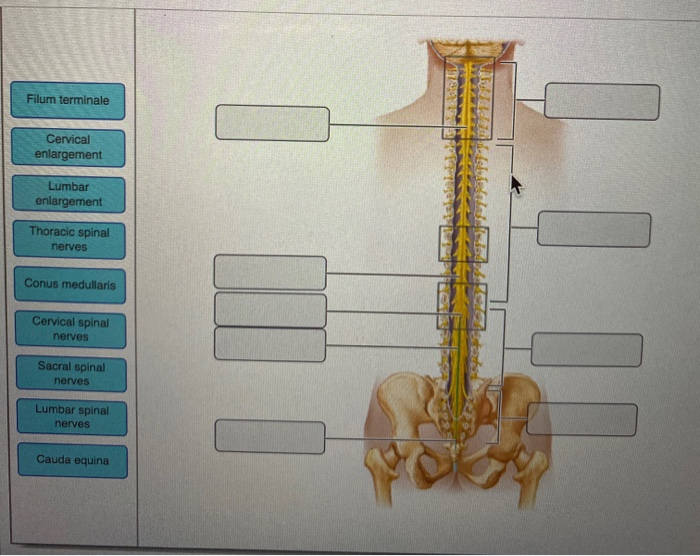 Solved ling Activity: Figure 12.32 Intereurons receiving | Chegg.com