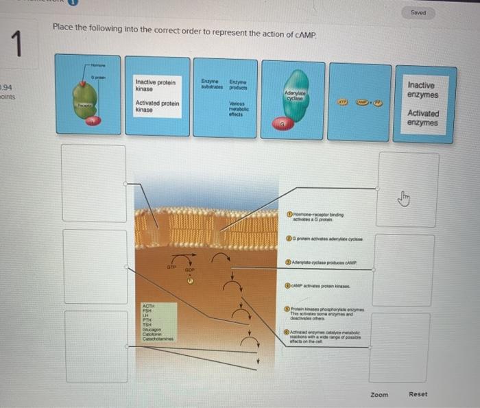 Solved Saved Place the following into the correct order to | Chegg.com
