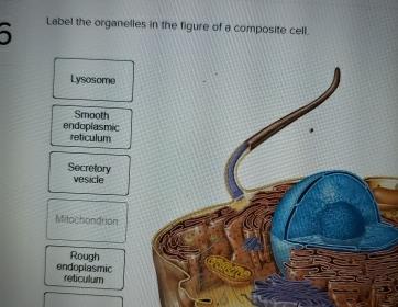 Solved Label the organelles in the figure of a composite | Chegg.com