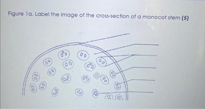 Solved Figure la. Label the image of the cross-section of a | Chegg.com